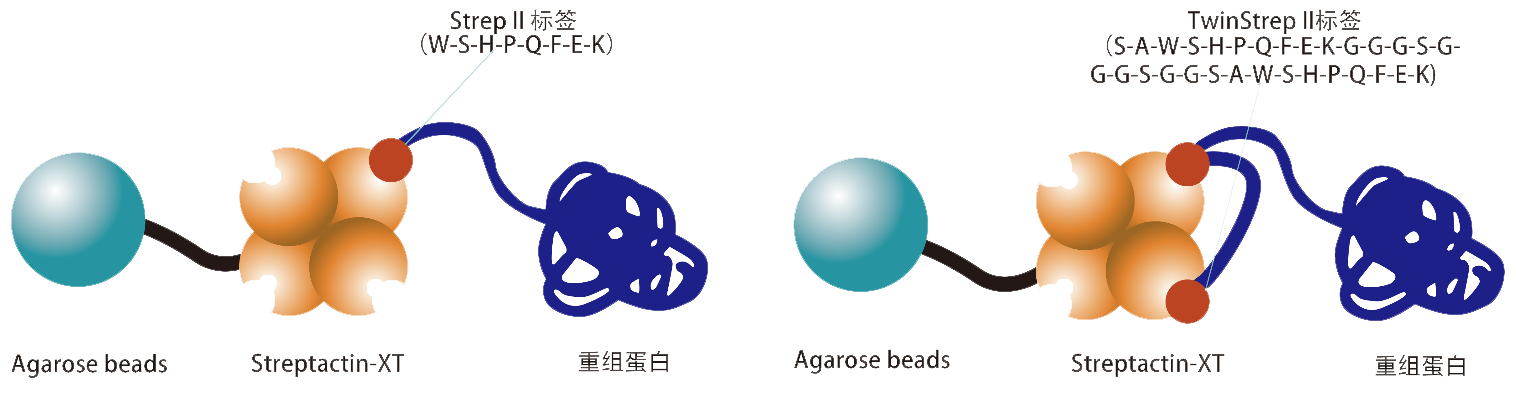 VHH纳米抗体天然文库筛选_GFP Beads_感受态细胞